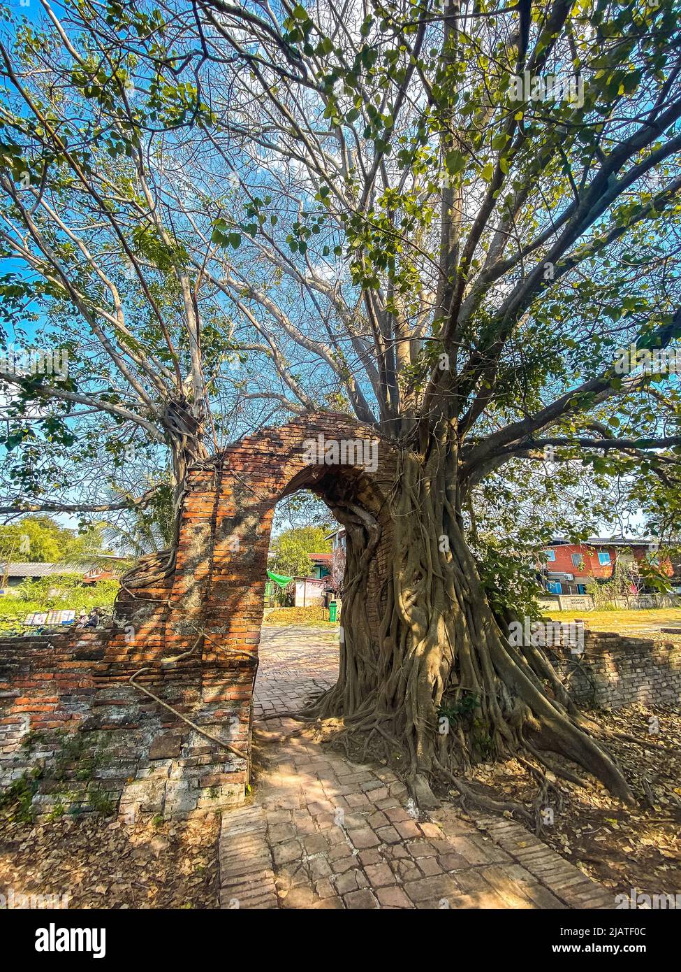 Wat Phra Ngam ruin temple in Ayutthaya, Thailand Stock Photo - Alamy