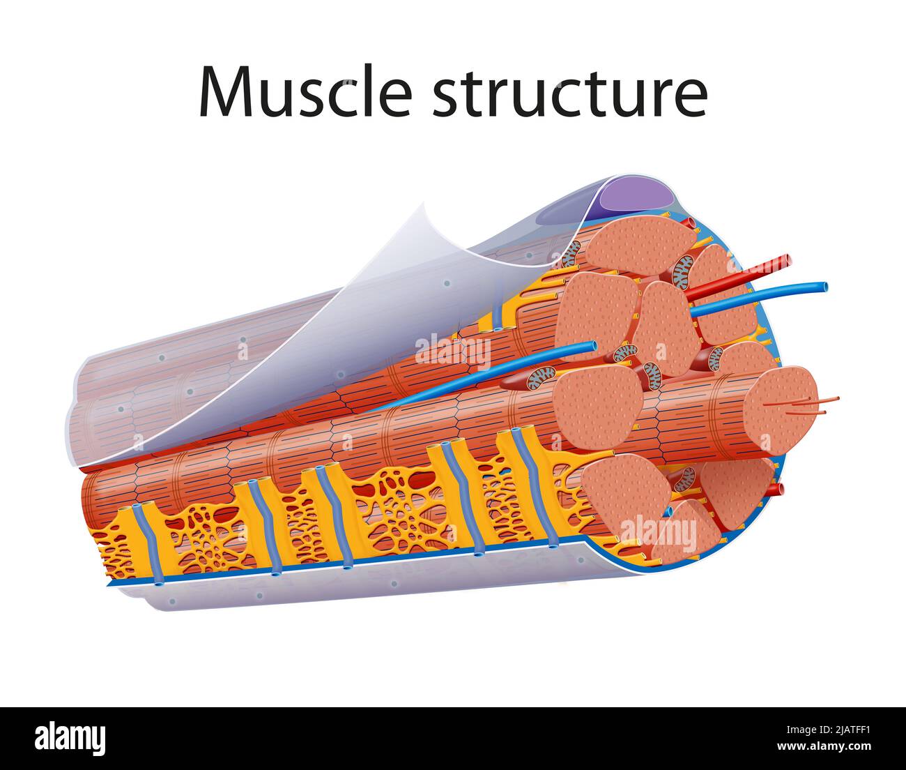Illustration of Structure Skeletal Muscle Anatomy Stock Photo - Alamy Illustration of Structure Skeletal Muscle Anatomy Stock Photo - Alamy