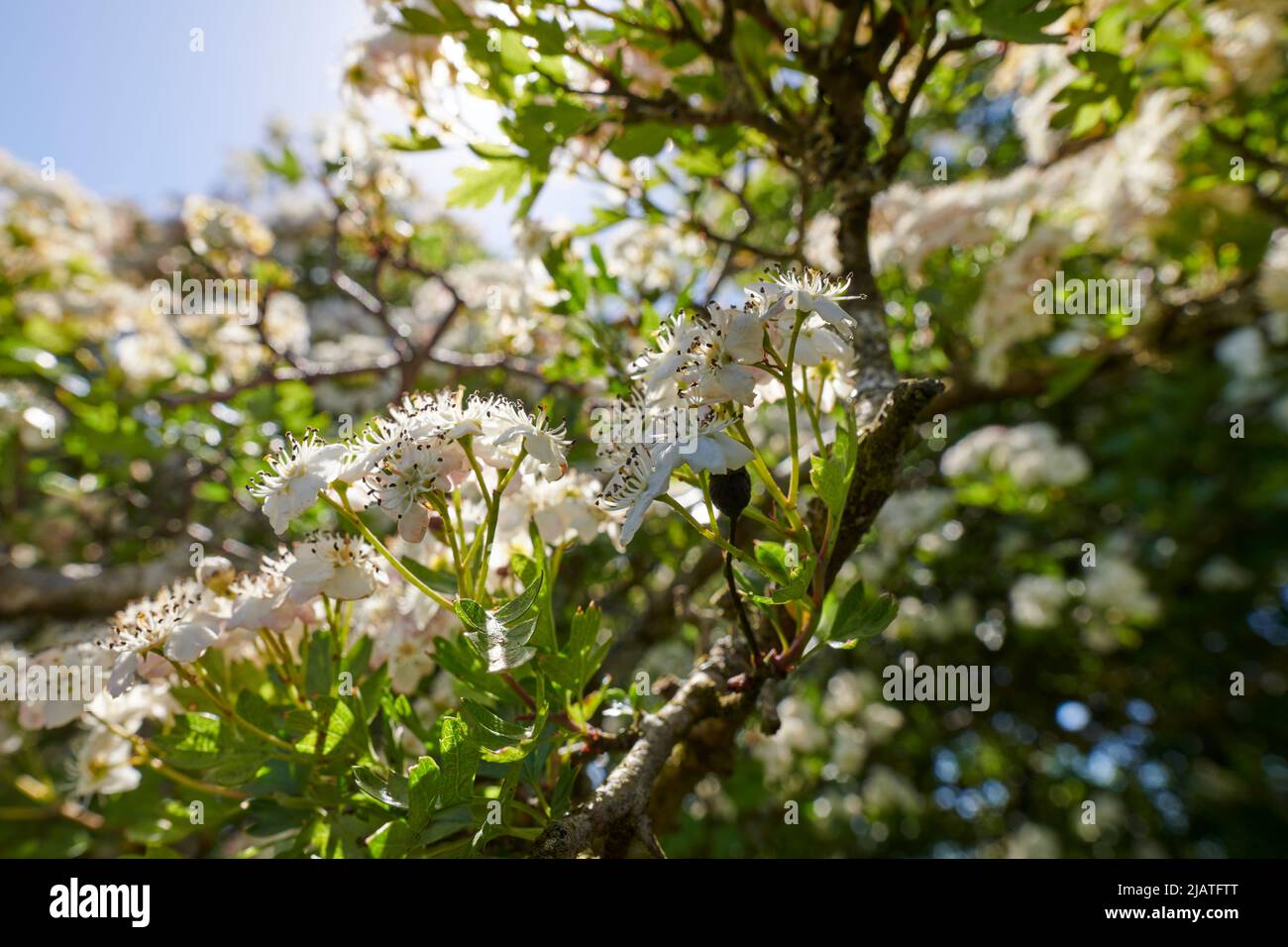 Hawthorn In Bloom, Dartmoor, Devon Stock Photo - Alamy