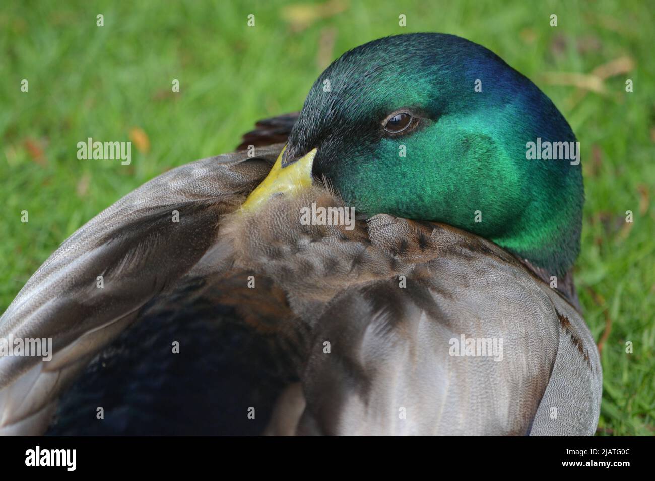 Baby Ducks and their Mother /Side Profil duck Stock Photo - Alamy