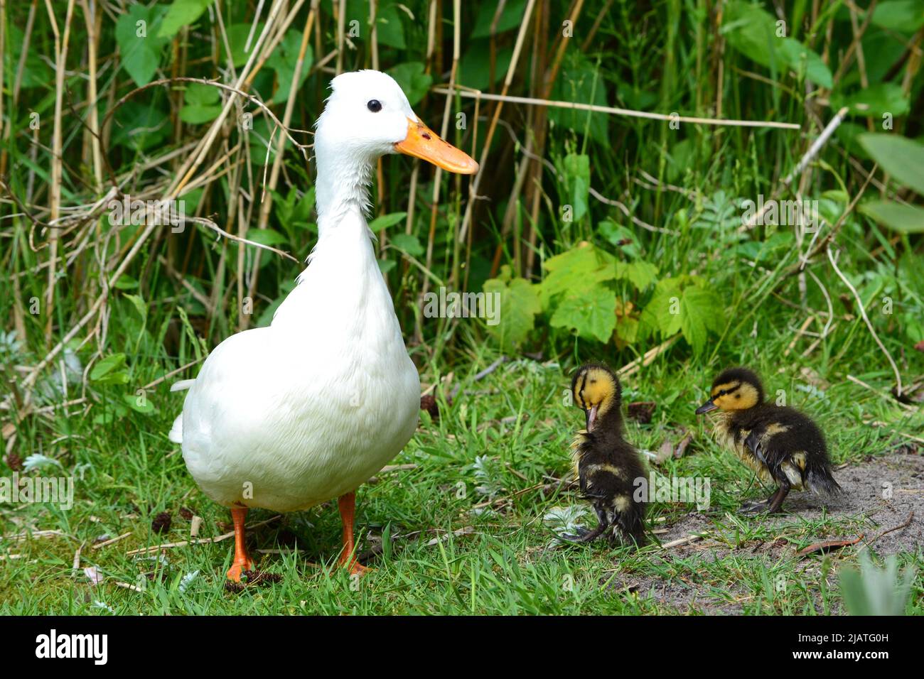 Baby Ducks and their Mother /Side Profil duck Stock Photo - Alamy