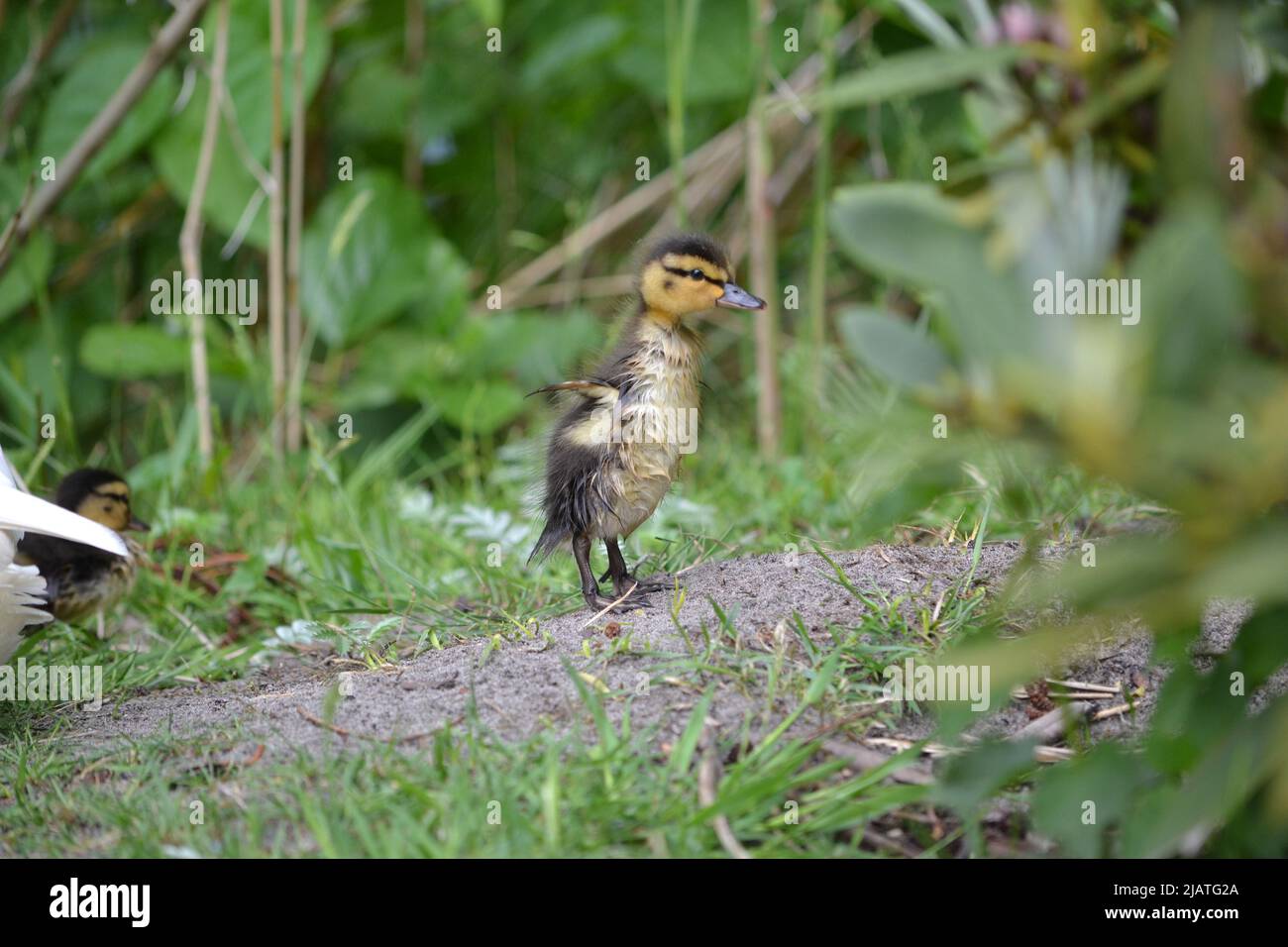 Baby Ducks and their Mother /Side Profil duck Stock Photo - Alamy