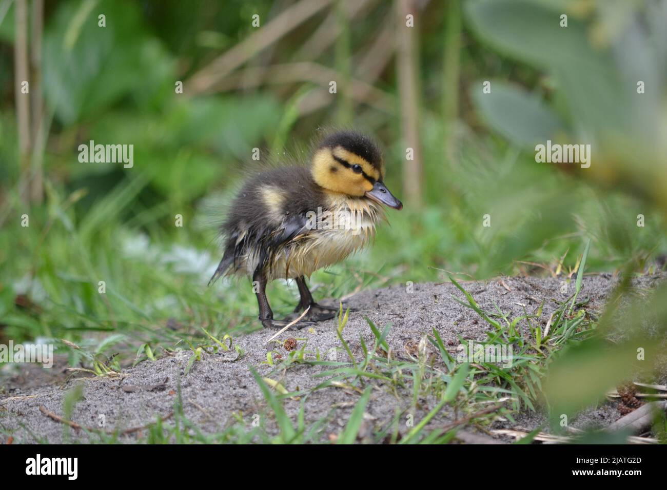 Baby Ducks and their Mother /Side Profil duck Stock Photo - Alamy