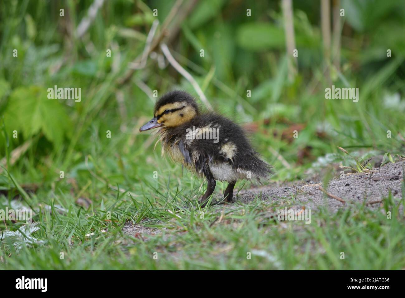 Baby Ducks and their Mother /Side Profil duck Stock Photo - Alamy
