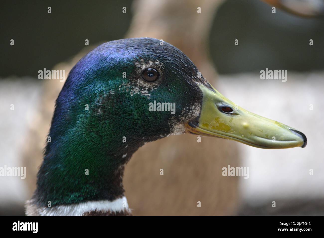 Baby Ducks and their Mother /Side Profil duck Stock Photo - Alamy
