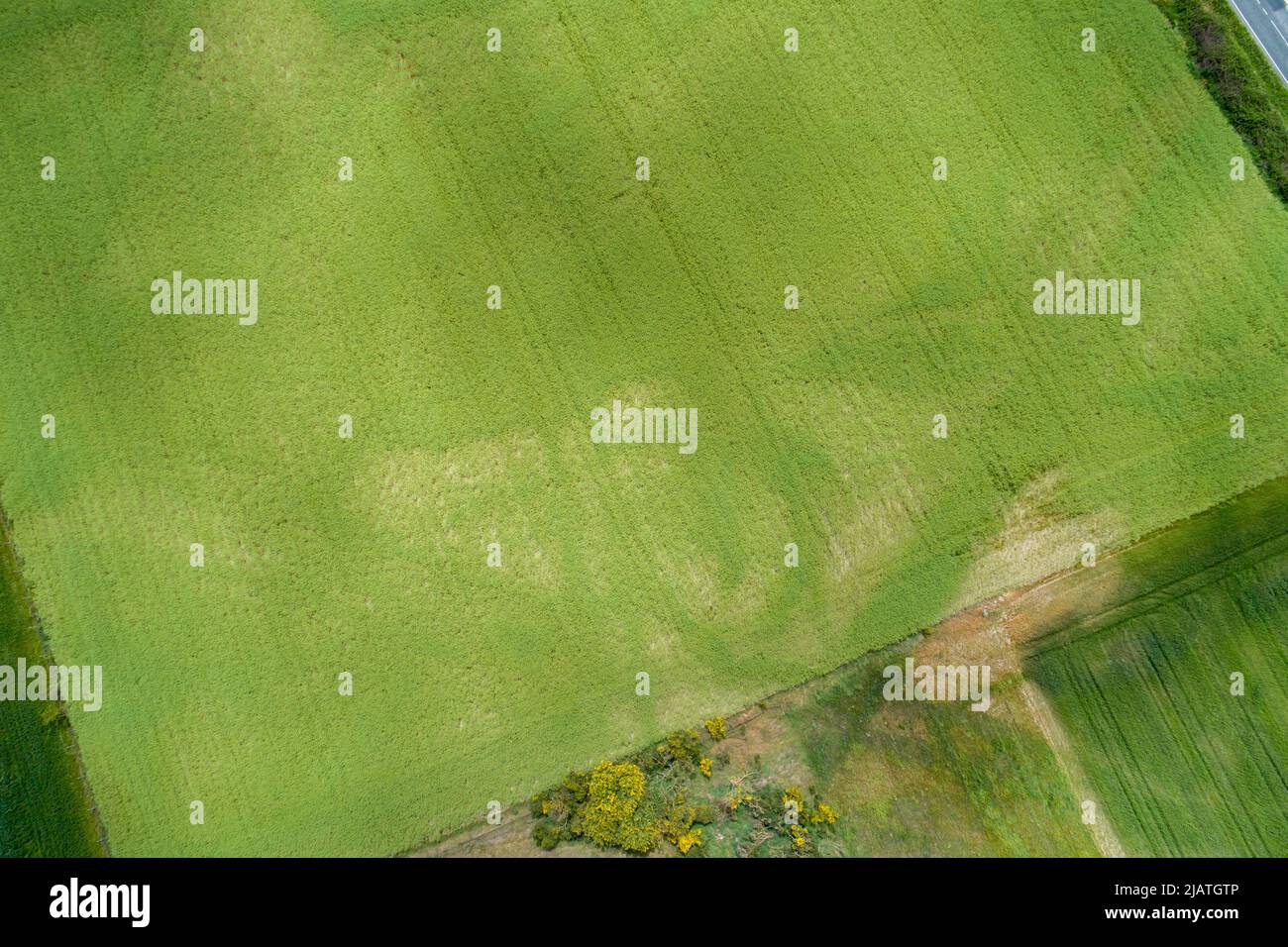 Aerial view farmland sown green hi-res stock photography and images - Alamy