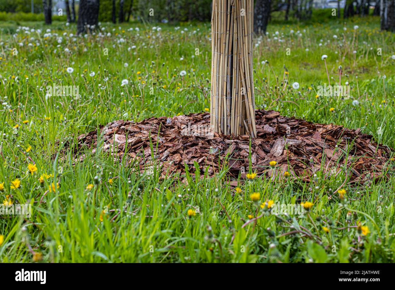 Root system of a tree hi-res stock photography and images - Alamy