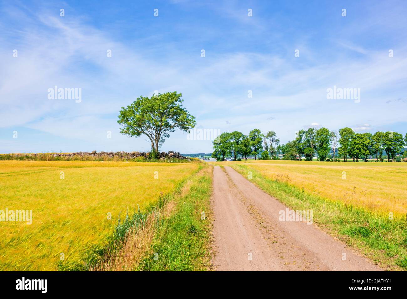 Country road with cornfield hi-res stock photography and images - Alamy