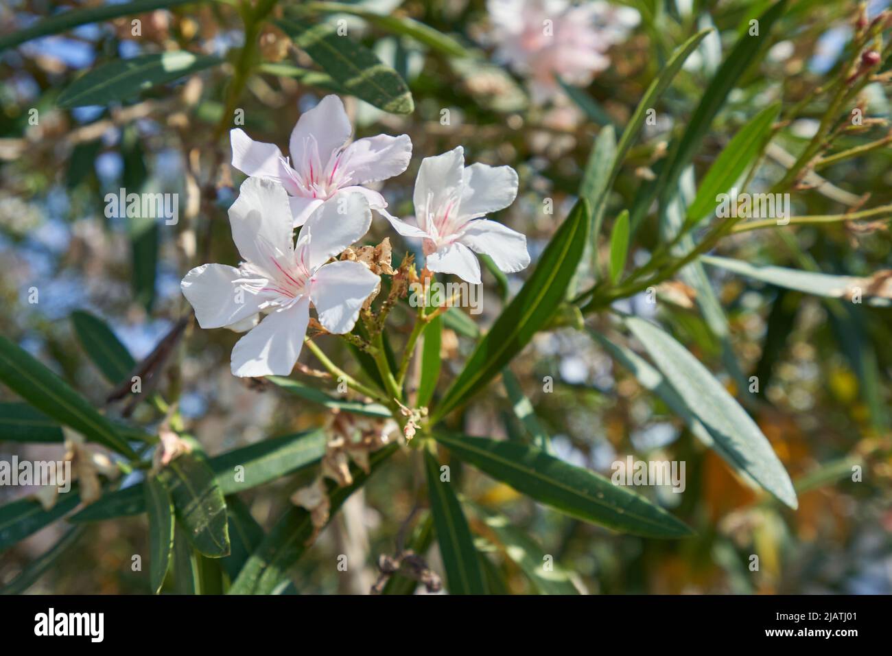 Oleander blossom hi-res stock photography and images - Alamy