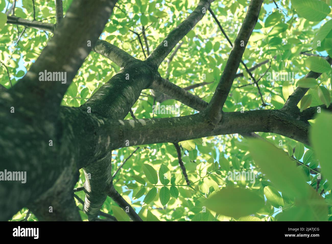 Beautiful green tree look up. Background pattern for design Stock Photo ...