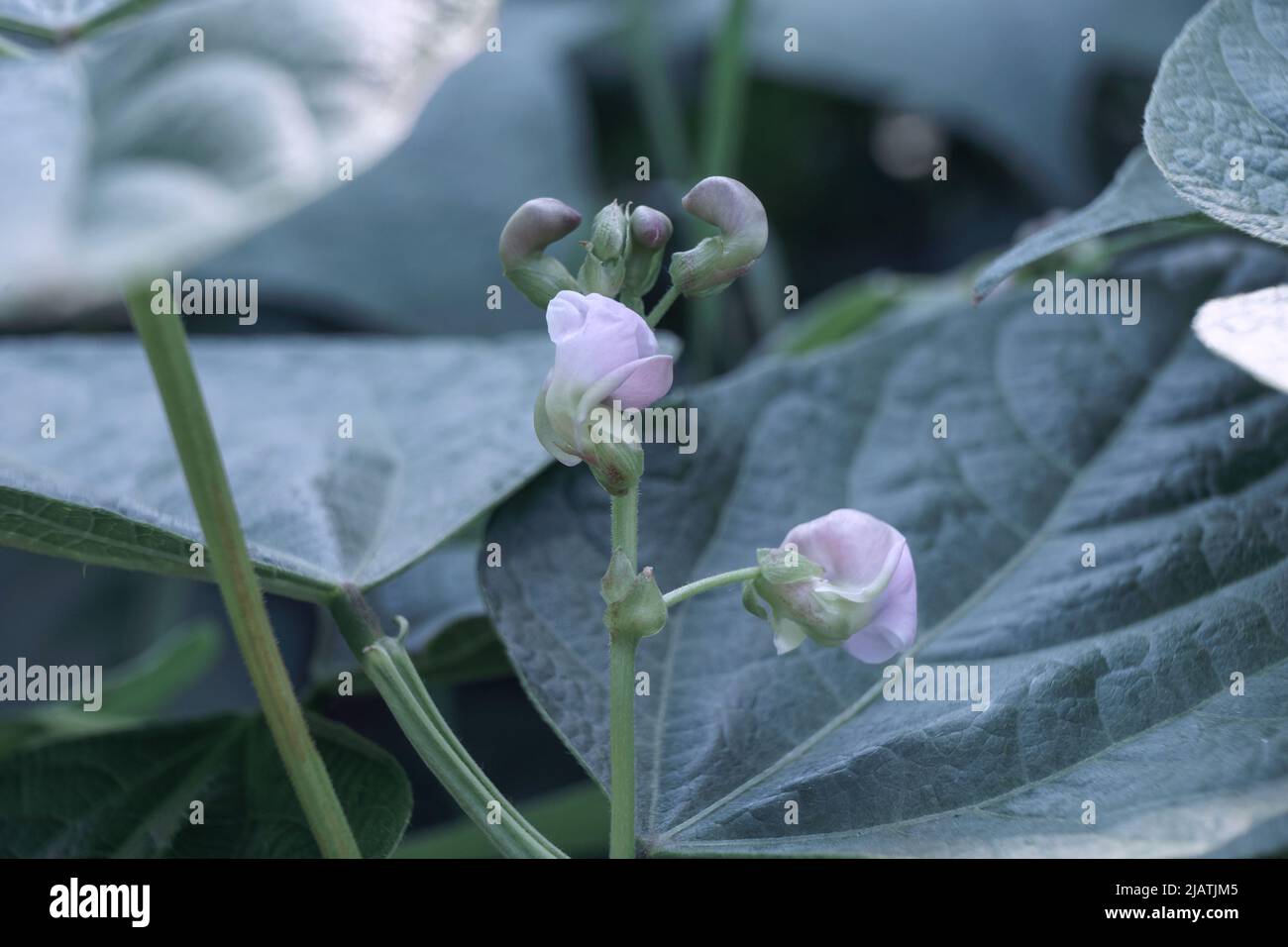 Beautiful fresh flowering beans leaf. Close up of a bush of green beans ...