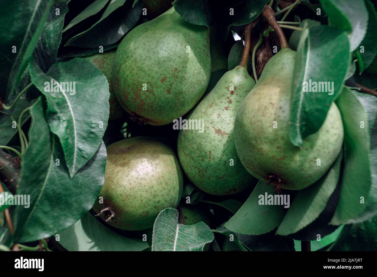 Beautiful fresh big young pears growing on a tree. Close up Stock Photo ...