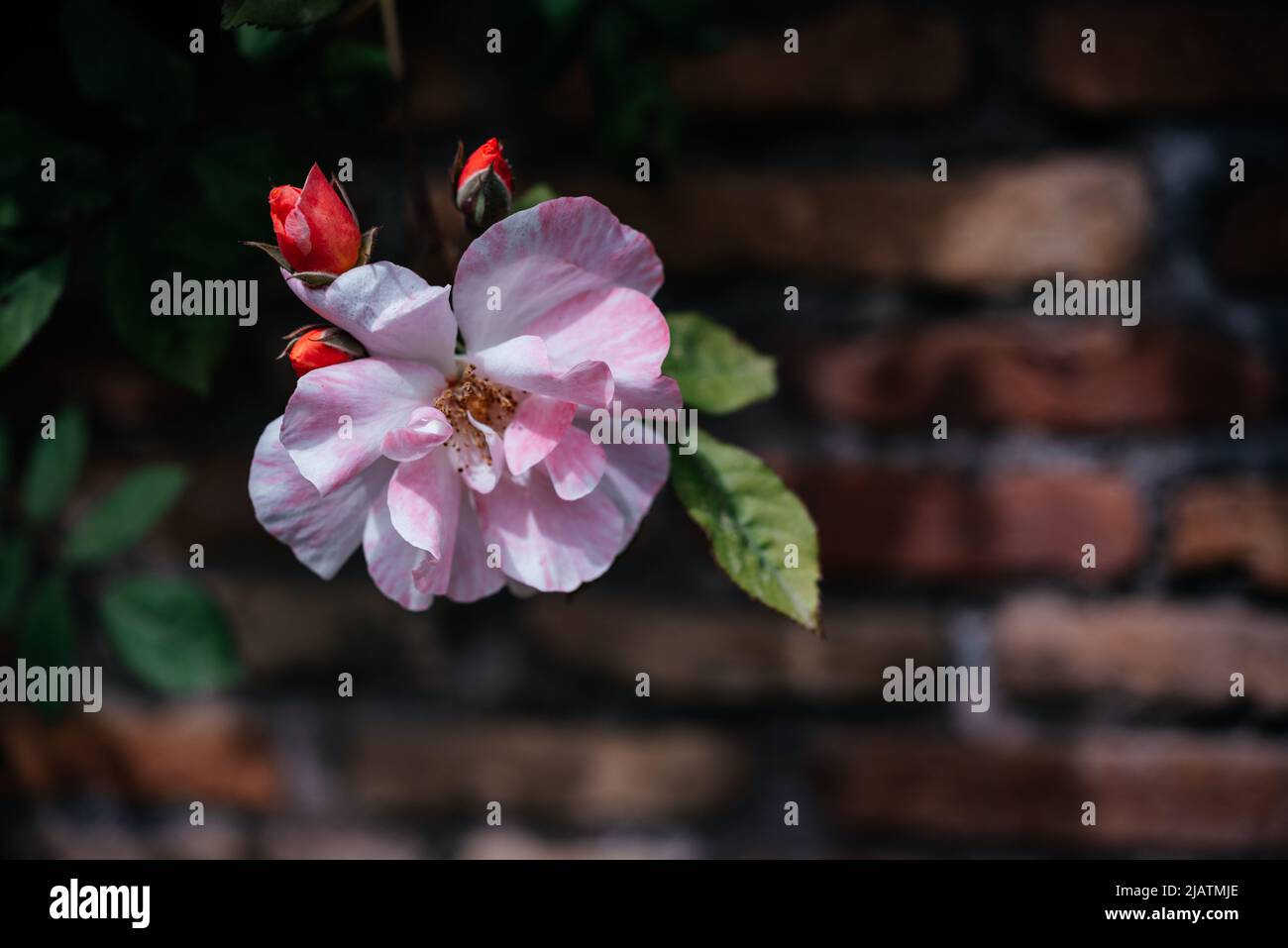 Pink climbing rose vine on orange brick wall Stock Photo - Alamy