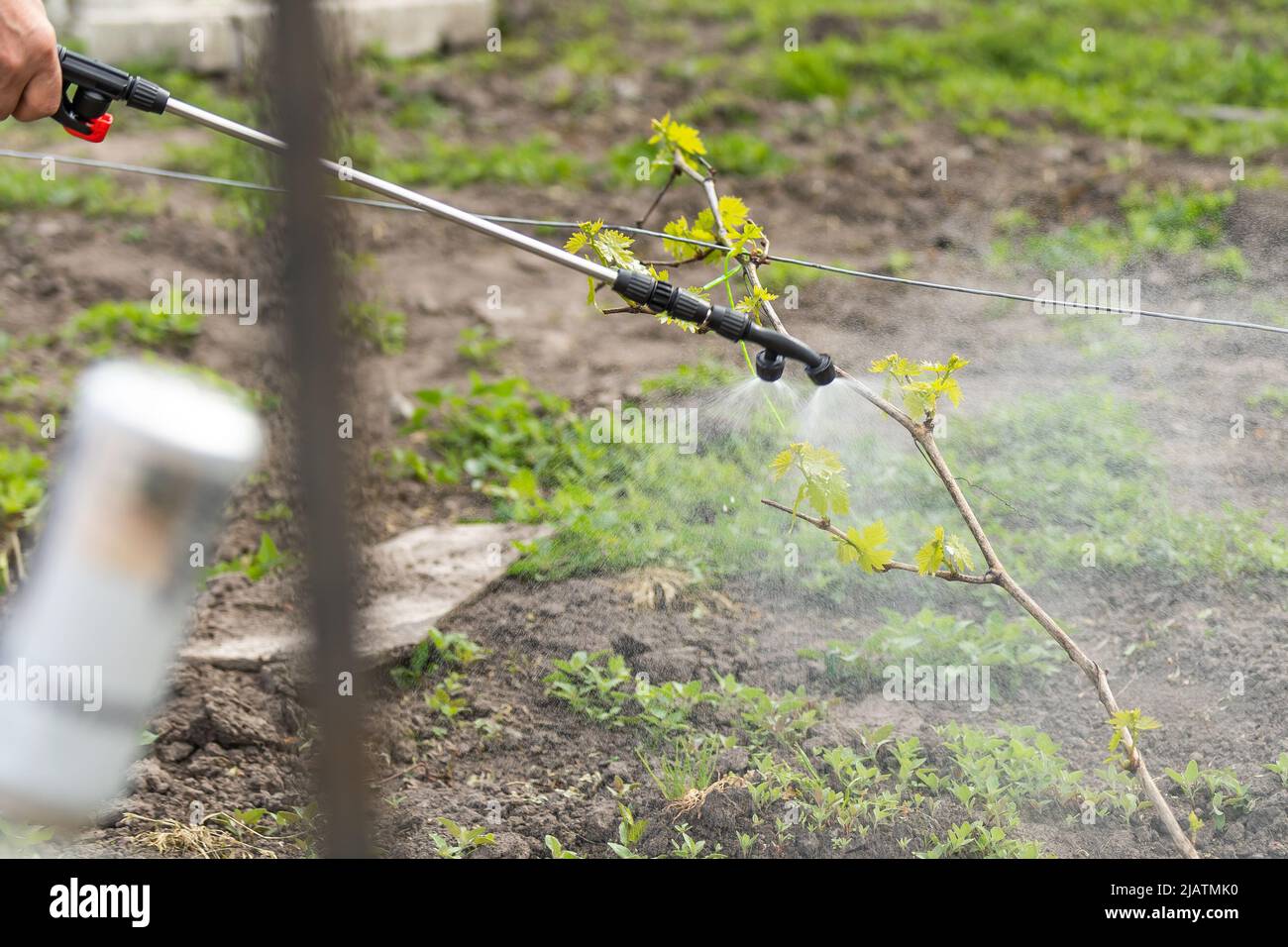 Farmer spraying vegetable green plants in the garden with herbicides ...