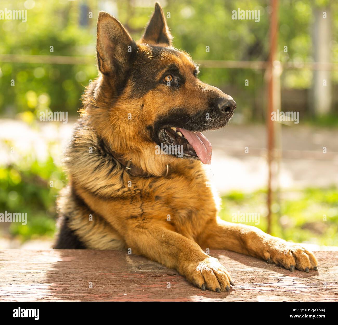 Are German Shepherd Hard To Train