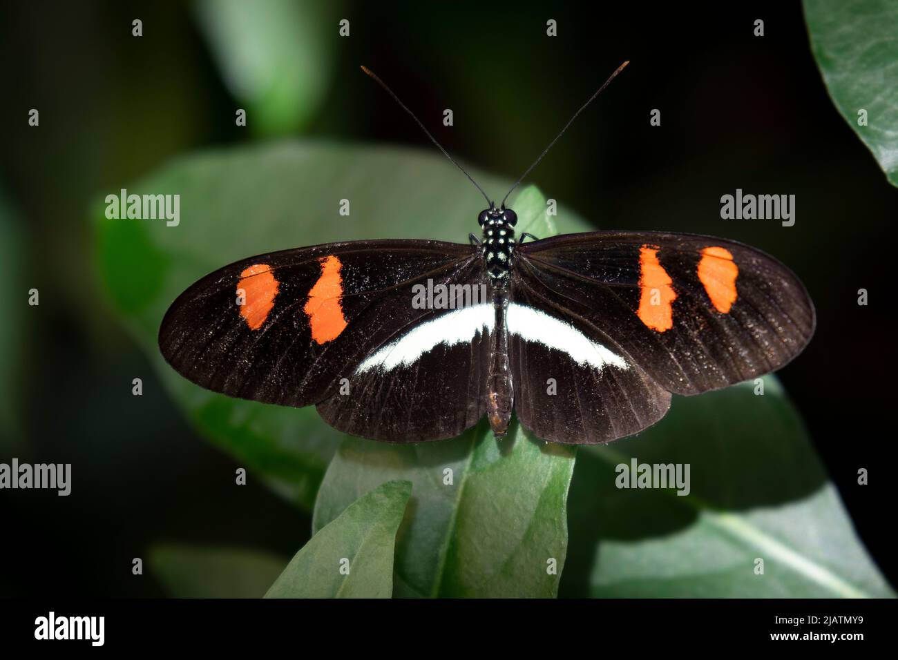 Colorful Heliconius butterfly on a green leaf close up Stock Photo - Alamy