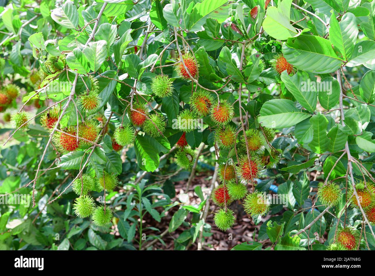 Fresh rambutan on tree branch in the plantation Stock Photo - Alamy