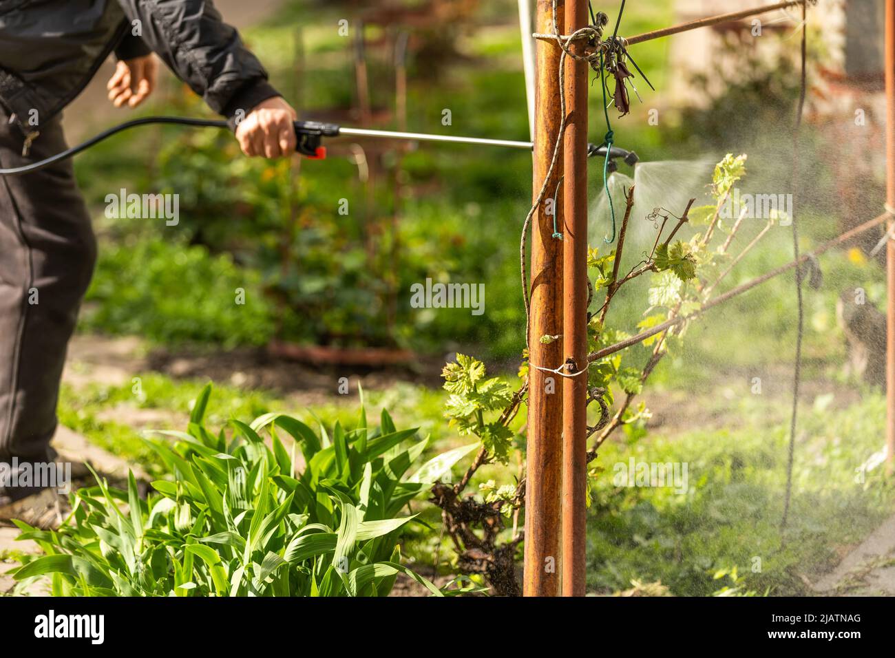 elderly farmer spraying vineyard from a hand pump Stock Photo - Alamy