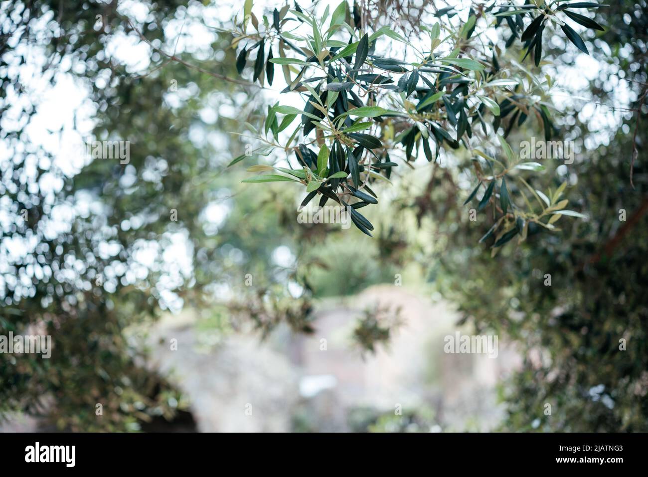 Olive tree branches with unfocused blurred background with green ...