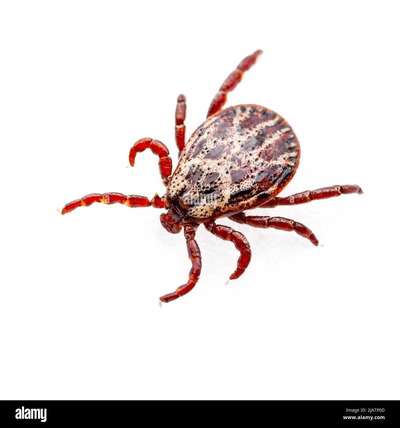 Tick Insect Isolated on White. Lyme Borreliosis Disease, Encephalitis ...