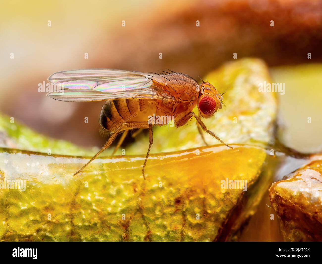 Tropical Fruit Fly Drosophila Diptera Parasite Insect Pest on Ripe ...