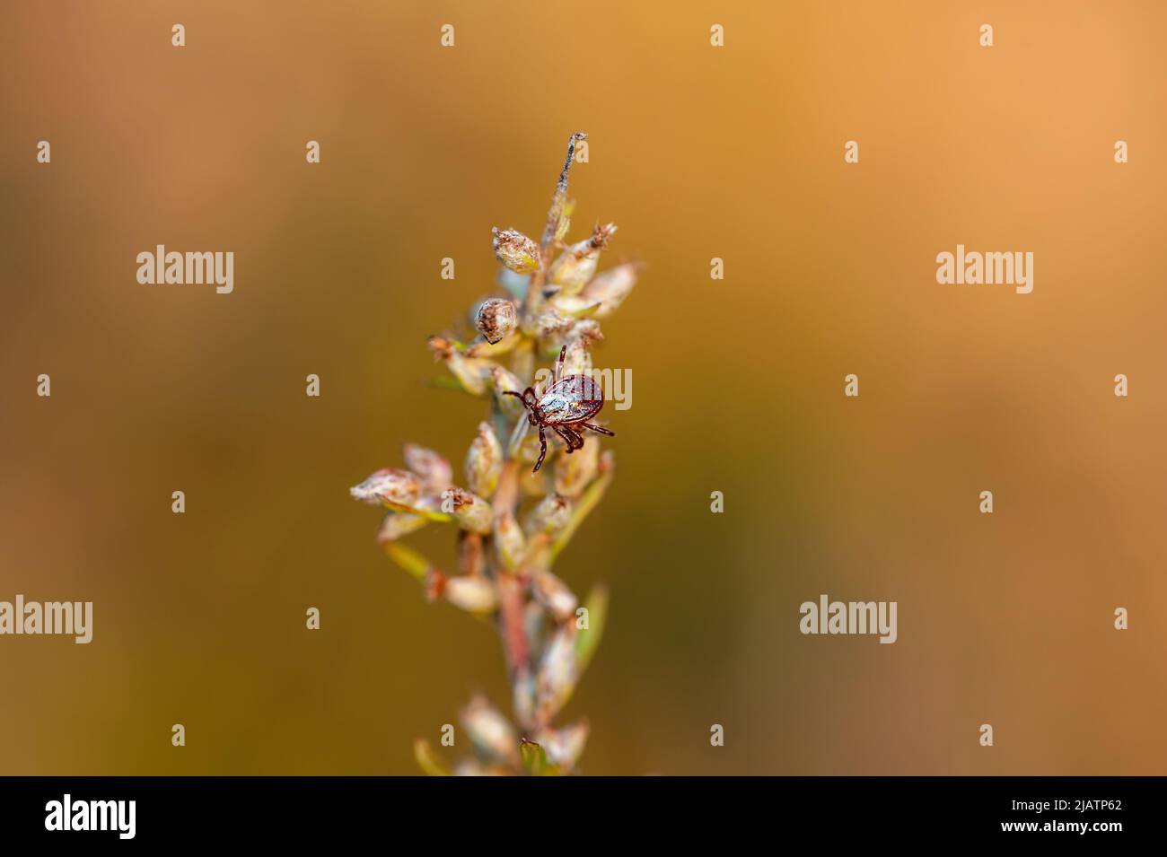 Encephalitis Tick Insect Crawling on Grass. Lyme Borreliosis Disease ...