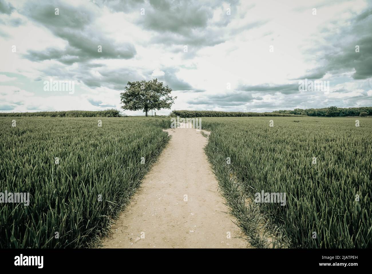 A wheat field in the English countryside Stock Photo - Alamy