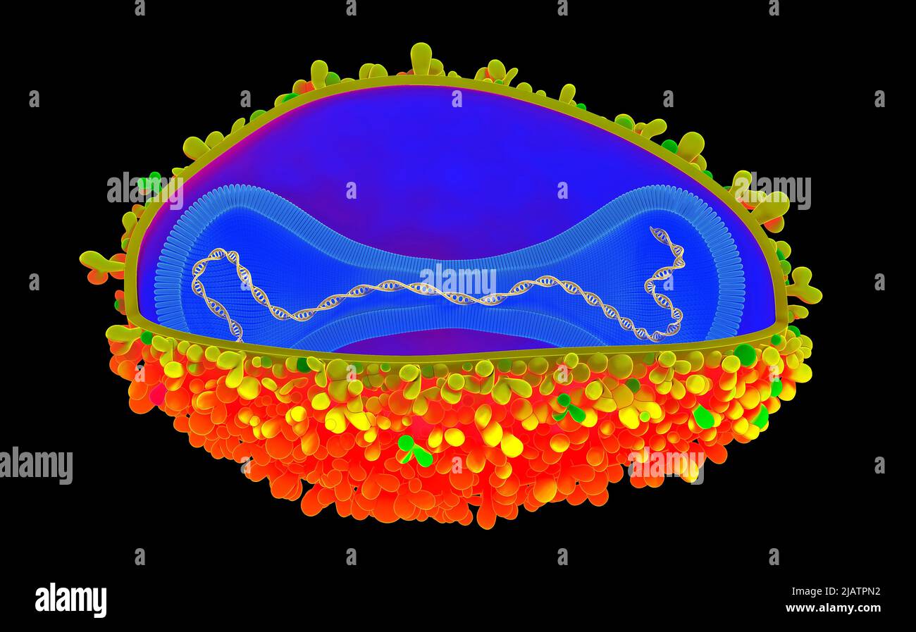 Monkeypox virus particle, illustration Stock Photo - Alamy