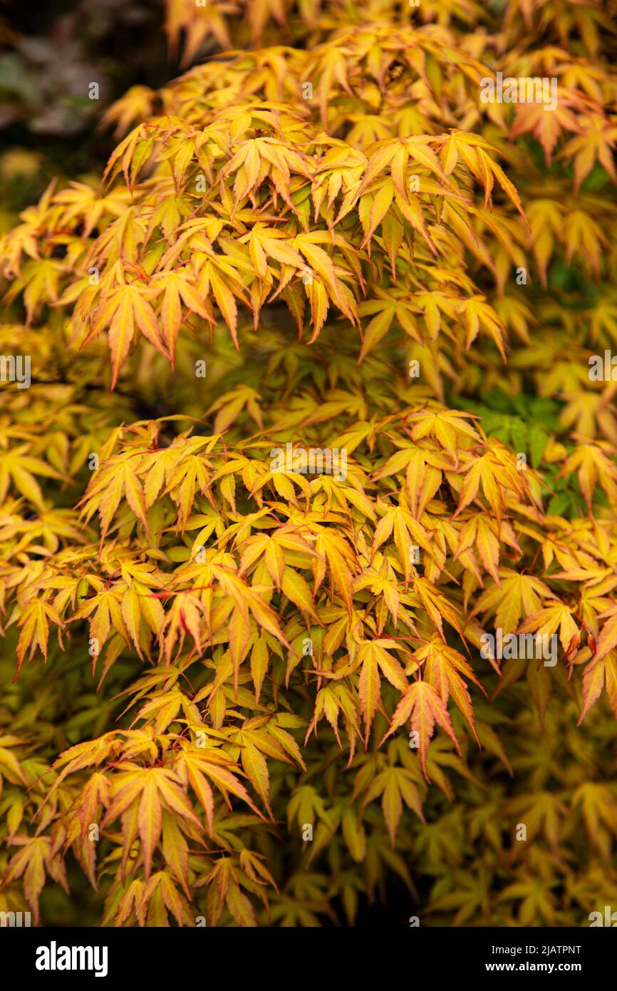Japanese maple 'Tsuma-gaki' Stock Photo - Alamy
