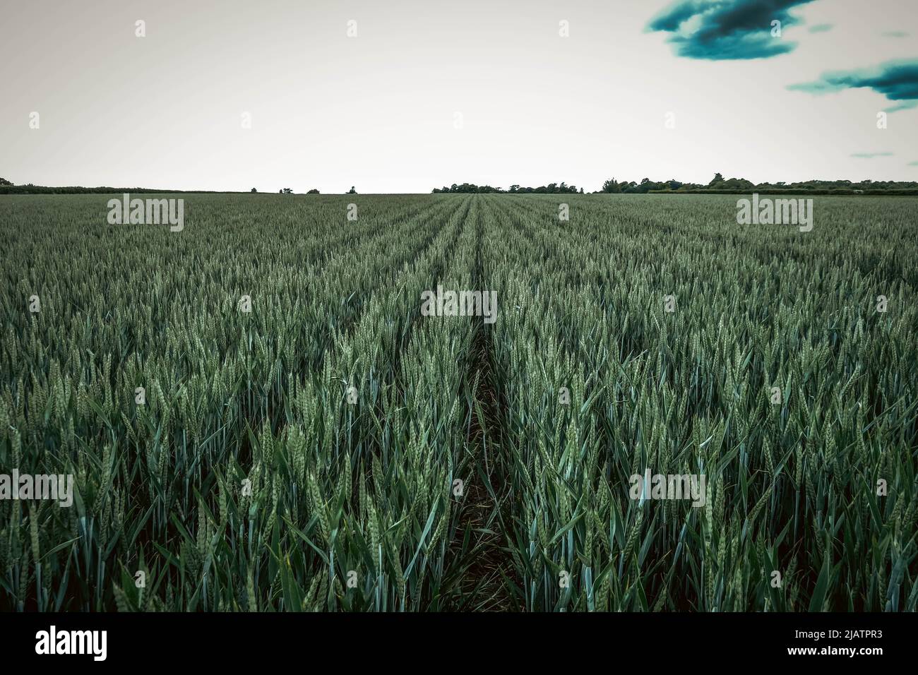 A wheat field in the English countryside Stock Photo - Alamy