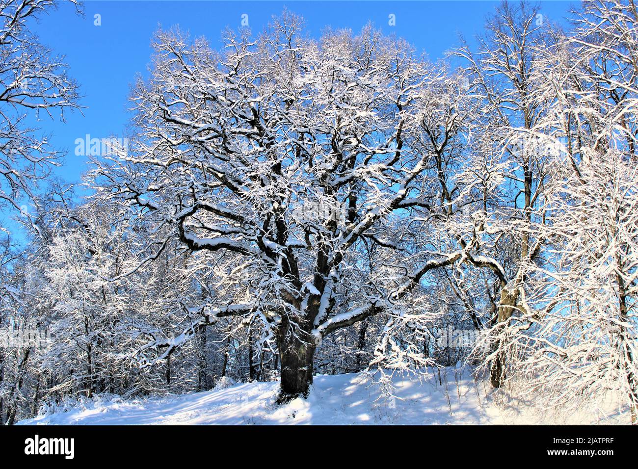 The beautiful nature of Latvia Stock Photo - Alamy