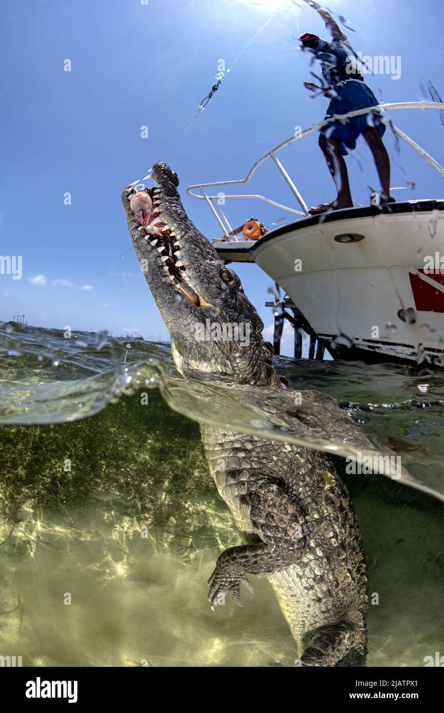 American crocodile, Banco Chinchorro, Mexico Stock Photo - Alamy