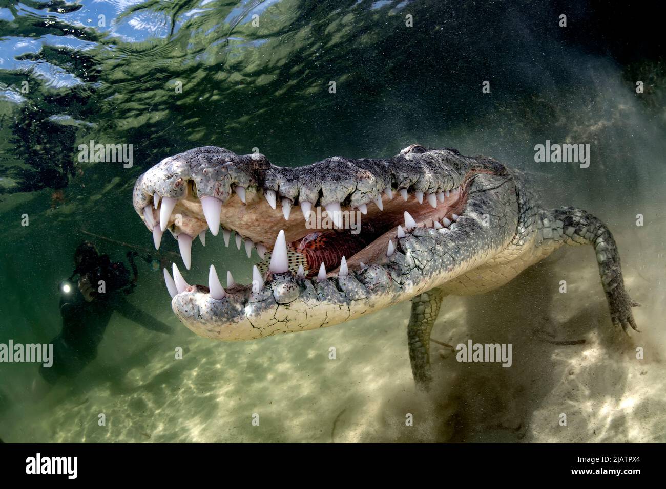 American crocodile, Banco Chinchorro, Mexico Stock Photo - Alamy