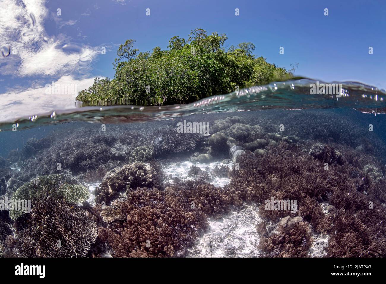 Coral reef, Raja Ampat, Indonesia Stock Photo - Alamy
