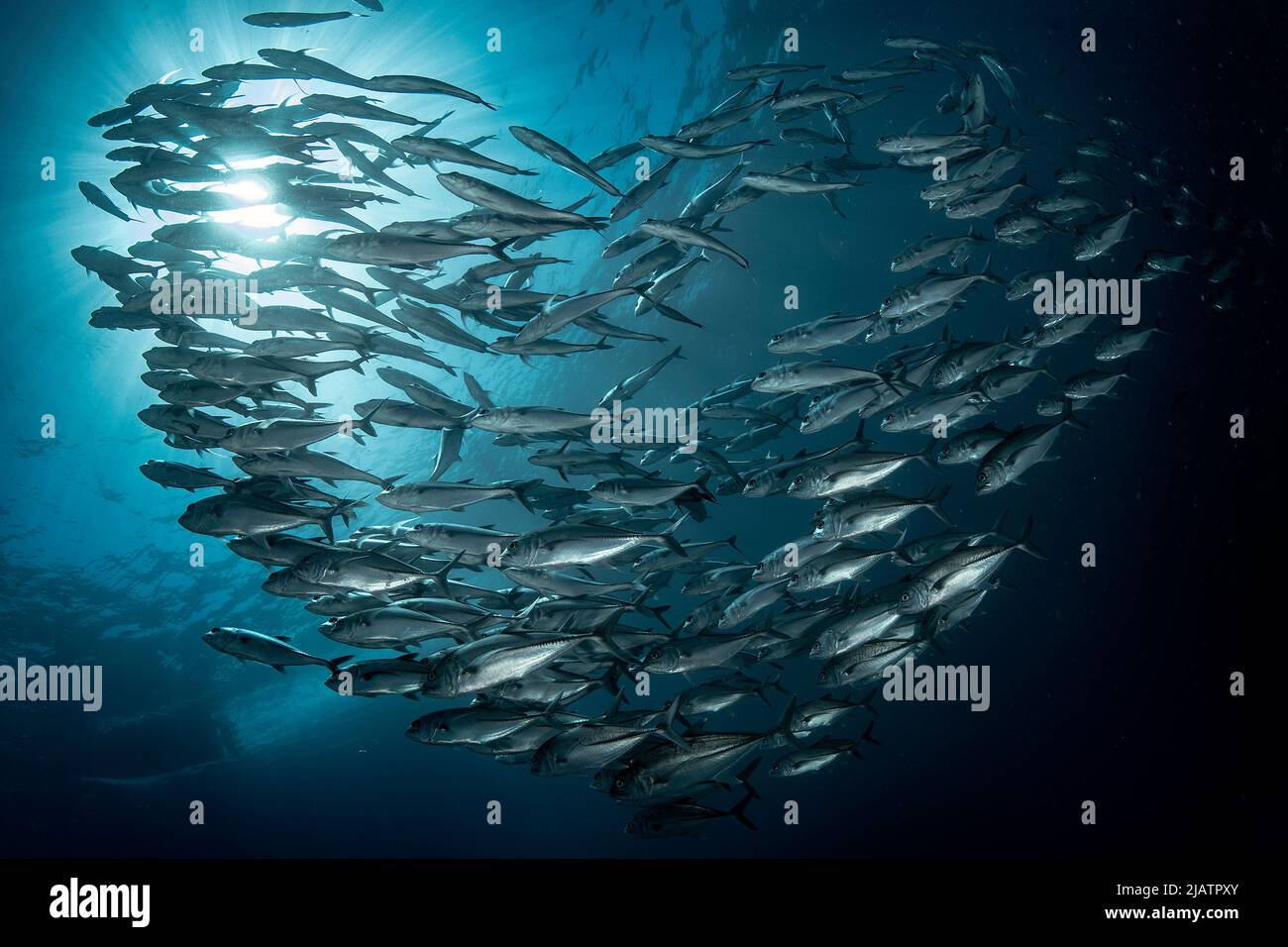 Heart-shaped school of jack fishes Stock Photo - Alamy