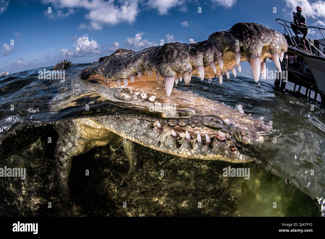 American crocodile, Banco Chinchorro, Mexico Stock Photo - Alamy