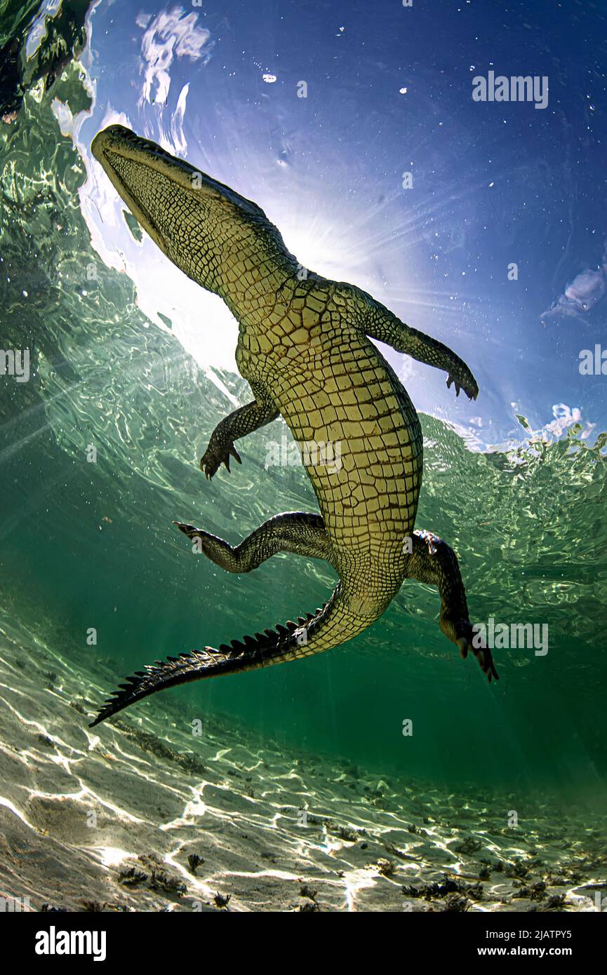 American crocodile, Banco Chinchorro, Mexico Stock Photo - Alamy