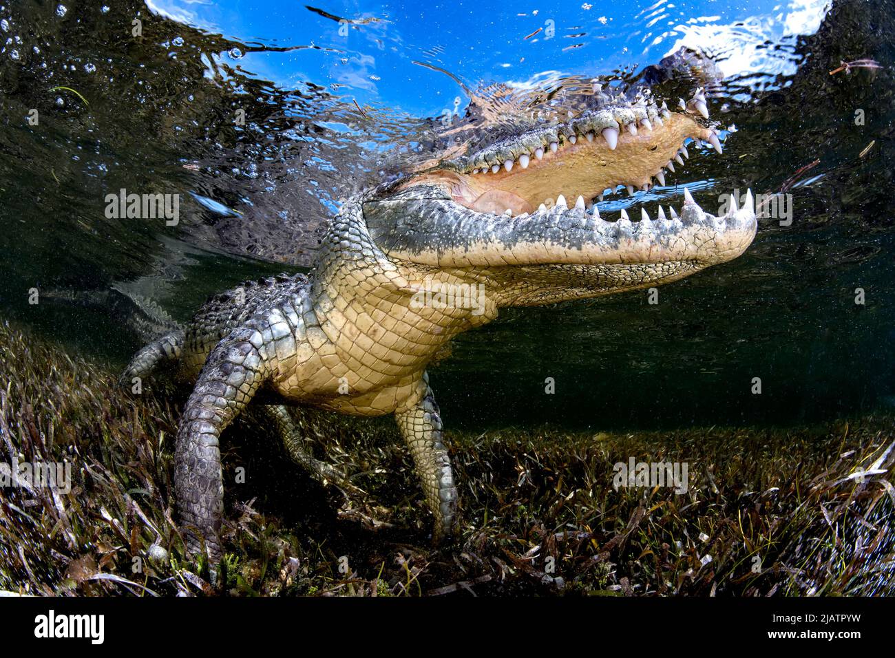 American crocodile, Banco Chinchorro, Mexico Stock Photo - Alamy