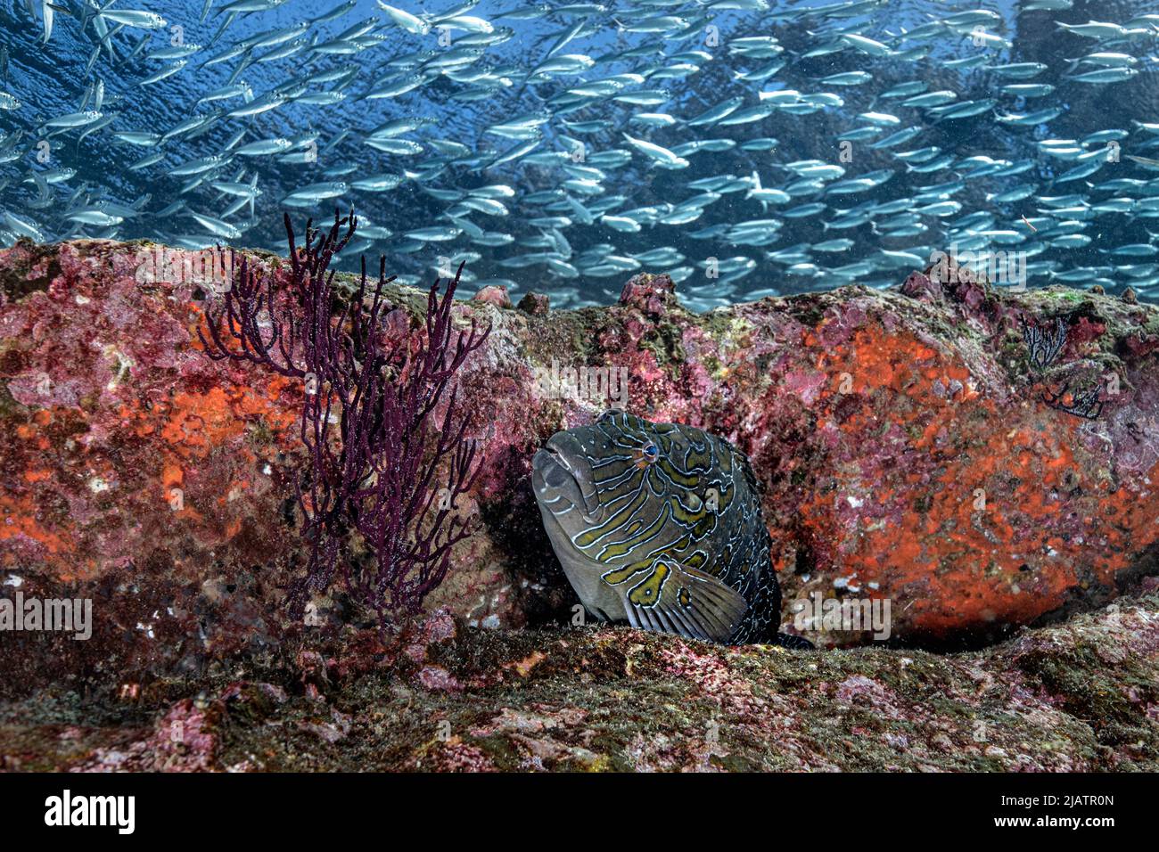 giant hawkfish portrait Stock Photo - Alamy