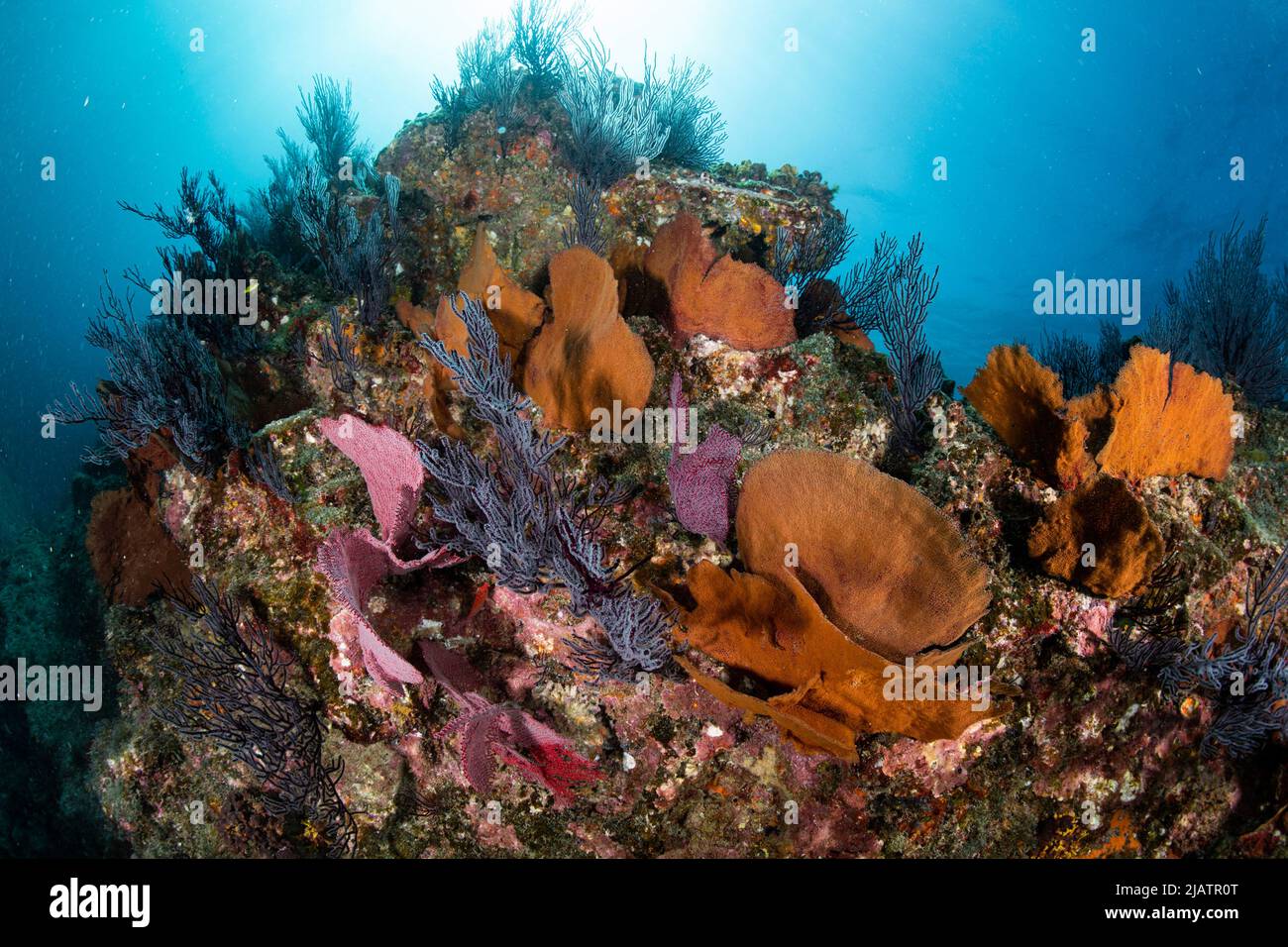 Healthy coral reef Stock Photo - Alamy