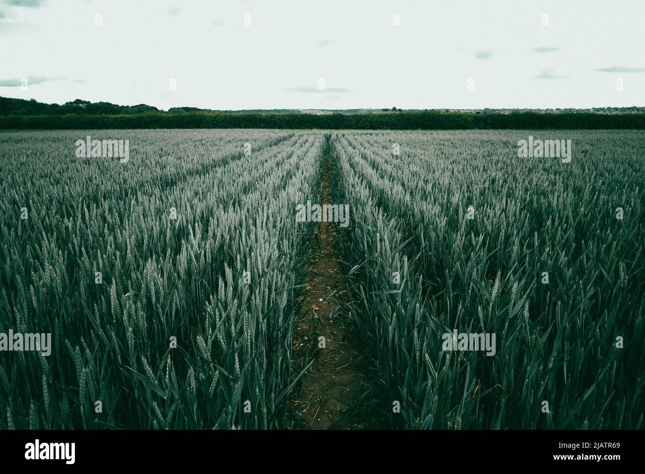 A wheat field in the English countryside Stock Photo - Alamy