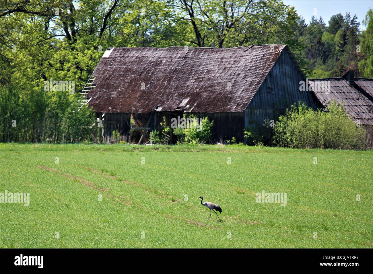 The beautiful nature of Latvia Stock Photo - Alamy