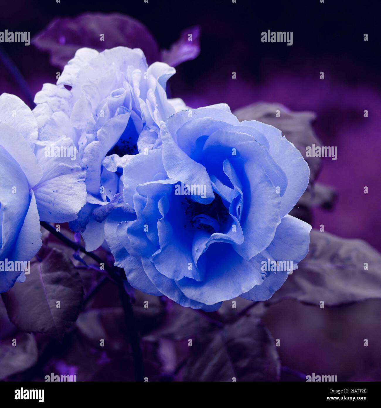 Wallpaper valentines day hi-res stock photography and images - Alamy