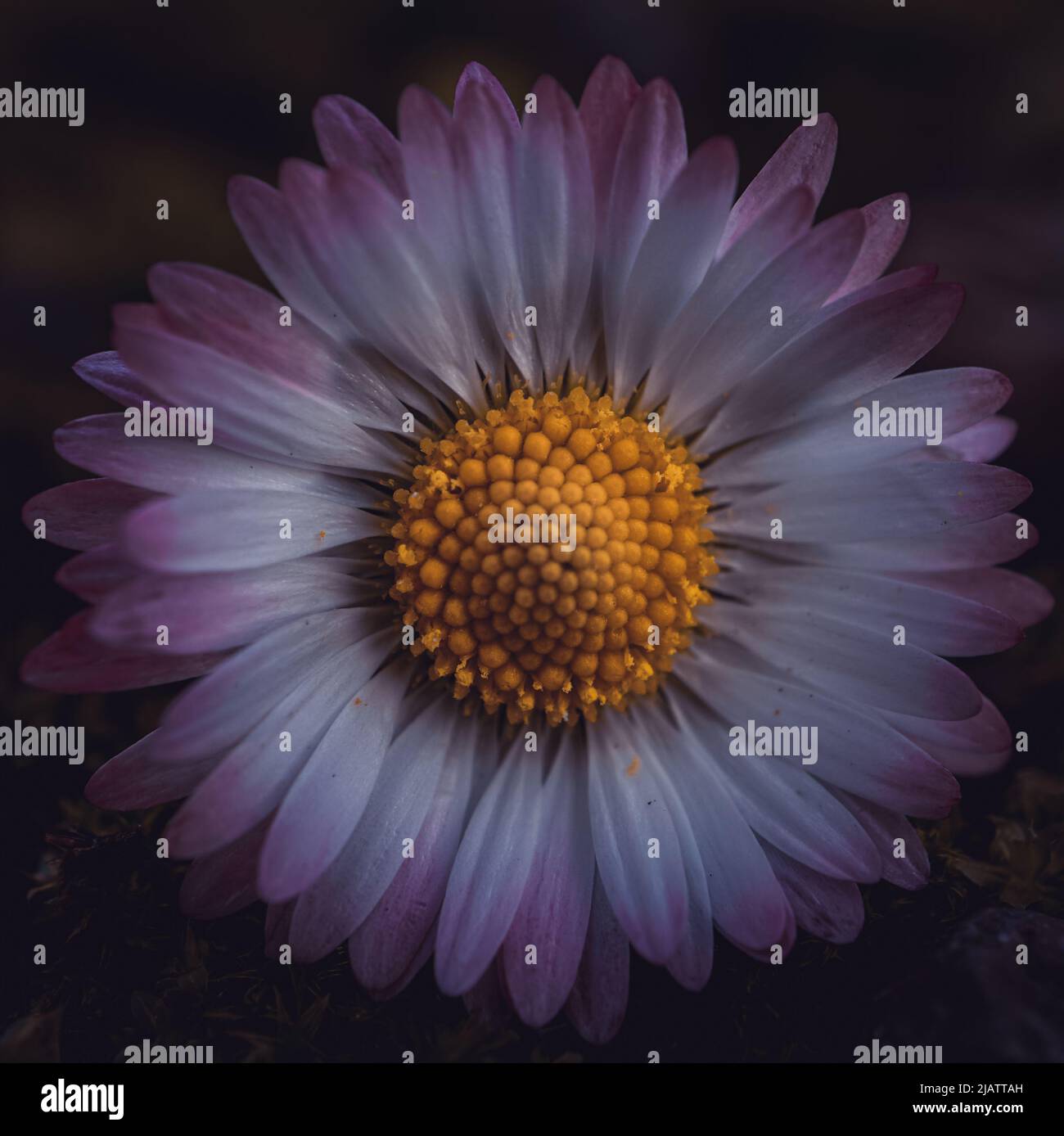 Wallpaper daisy flower hi-res stock photography and images - Alamy