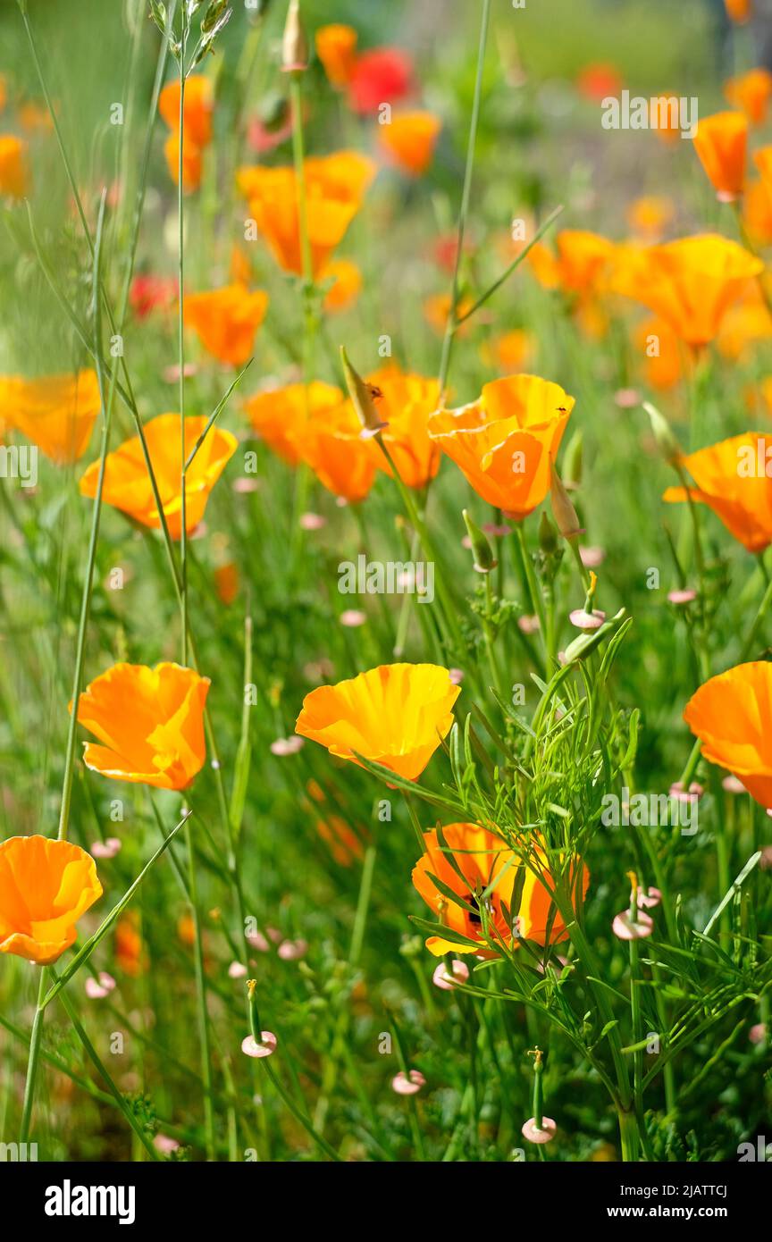 orange poppy flowers in english garden, norfolk, england Stock Photo ...