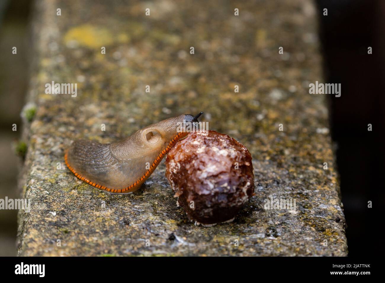A garden slug eating rotting fruit Stock Photo - Alamy
