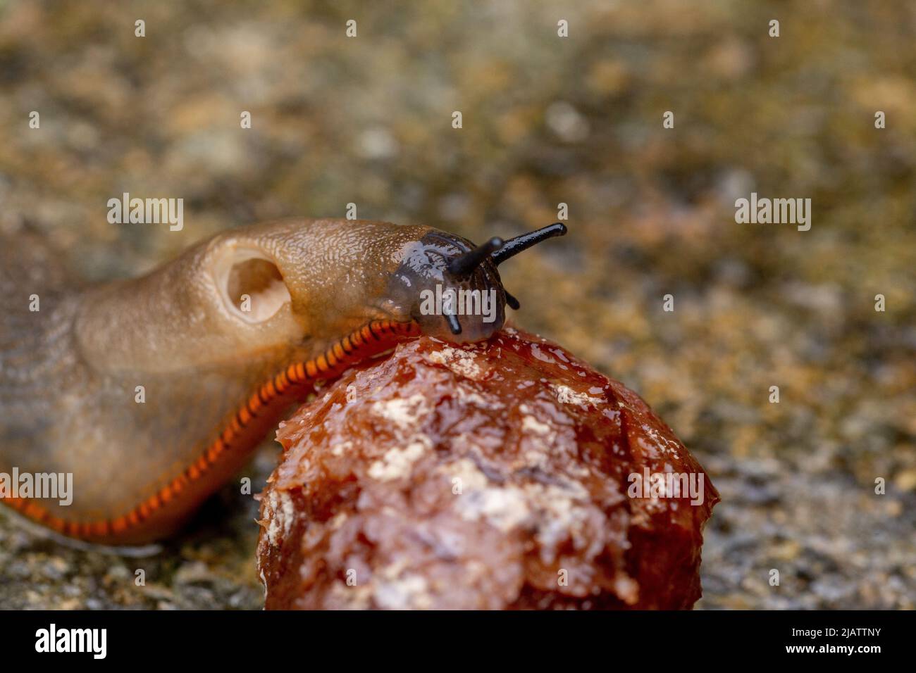 A garden slug eating rotting fruit Stock Photo - Alamy