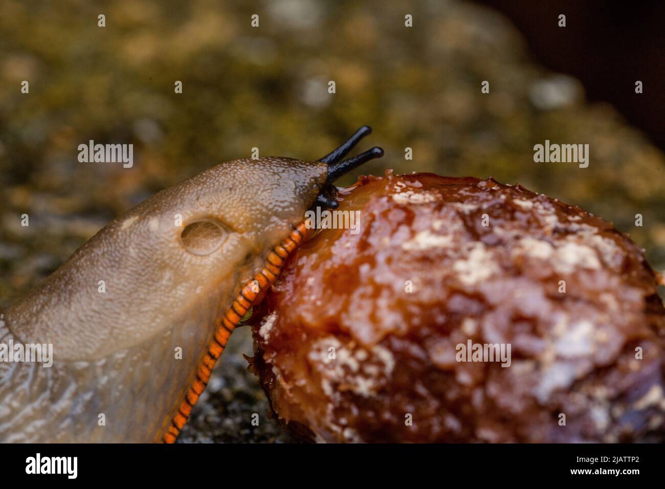 Rotting fruit hi-res stock photography and images - Alamy
