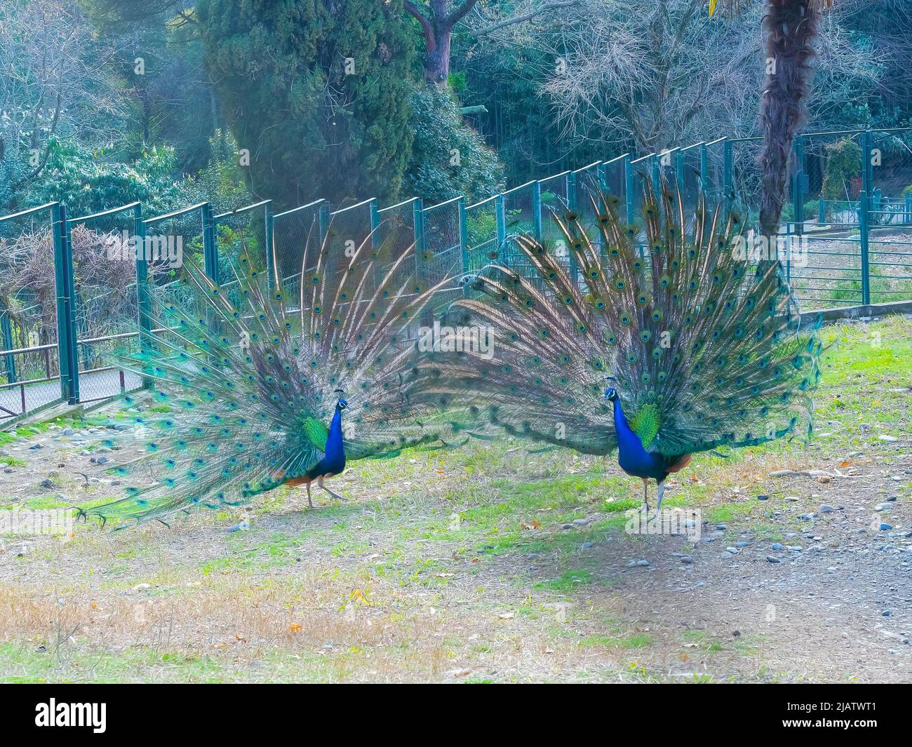 Two peacocks, fluffing their tails, are walking behind the park fence ...