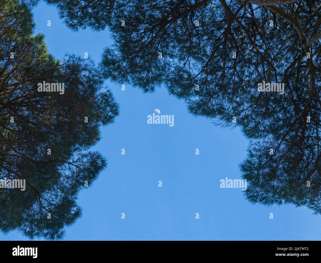 The crescent moon is visible in blue clear sky between the green pines ...